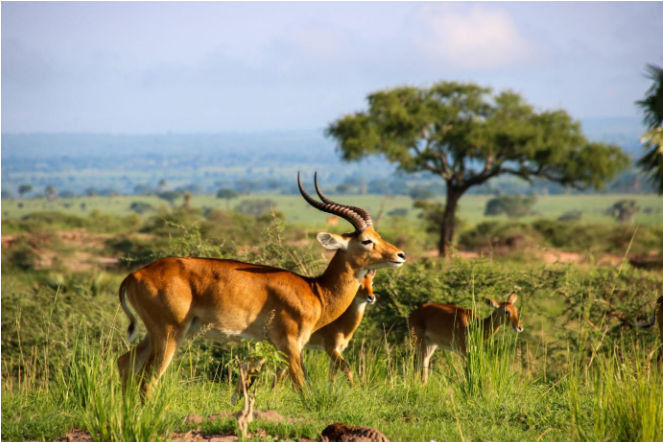 Discover the Antelope Species that You Can Spot in Uganda